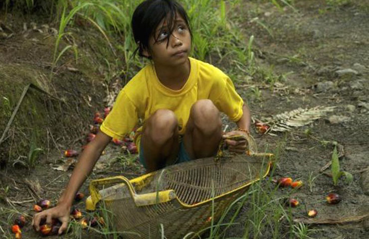 The Dirty Business of Producing Palm Oil: Climate Change, Toxic Waste ...